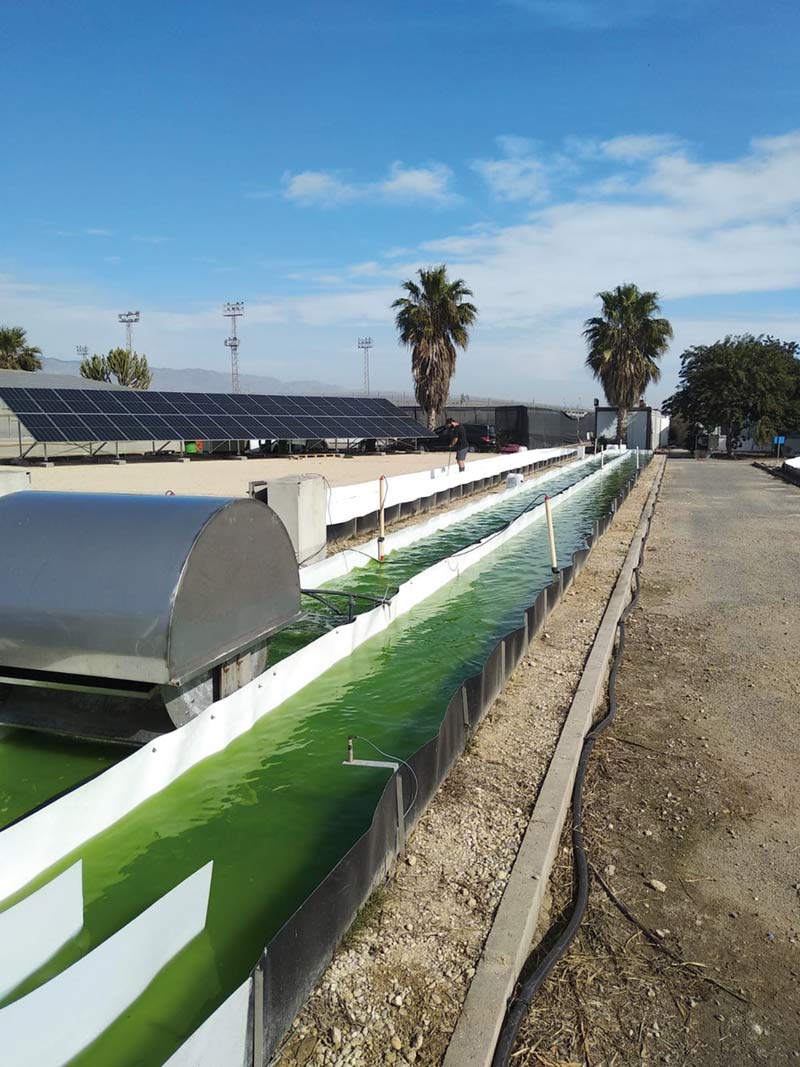 Cultivo de microalgas: el sistema de control que mejora la producción y ...