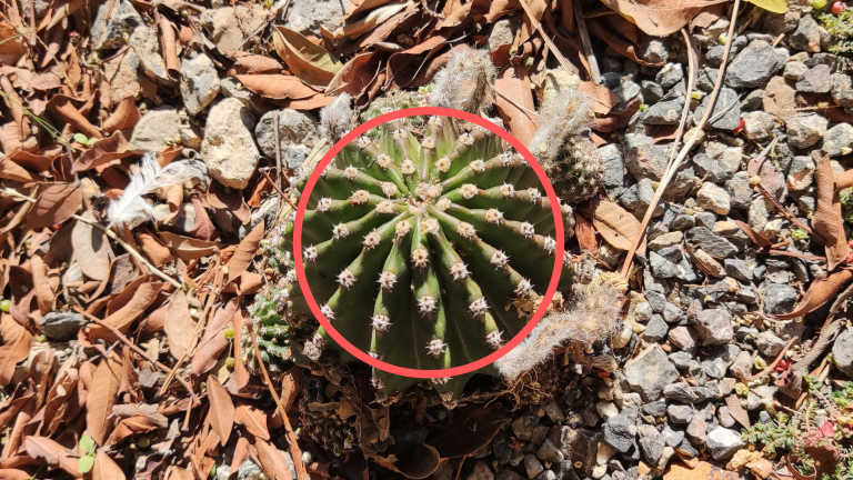 Geometrías – Jardín de lΦs matemáticΦs