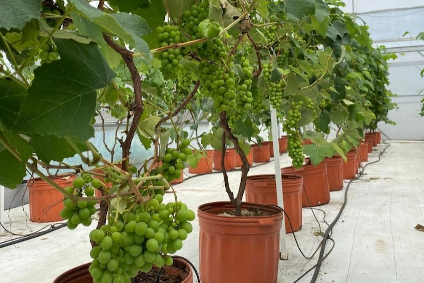 Tecnología agrícola para mejorar el cultivo de uva en Cartago, Costa Rica - UAL-ENCA